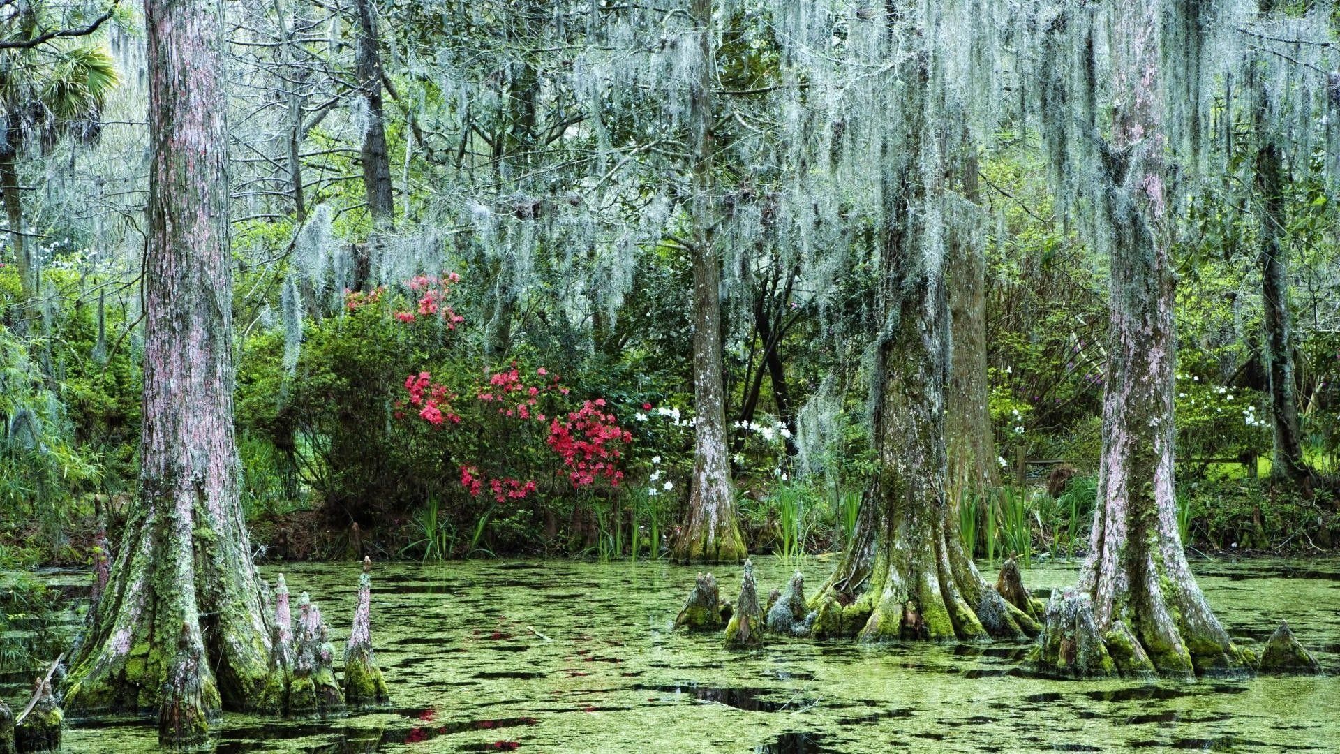 CADDO LAKE/BIG CYPRESS TOUR COMP.