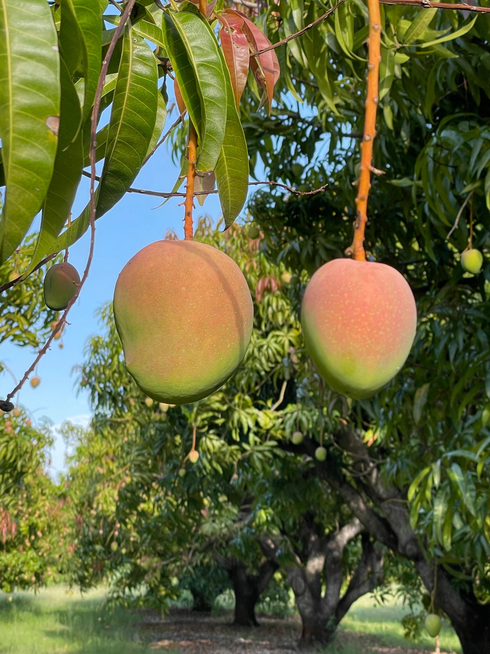 Crown Mangoes