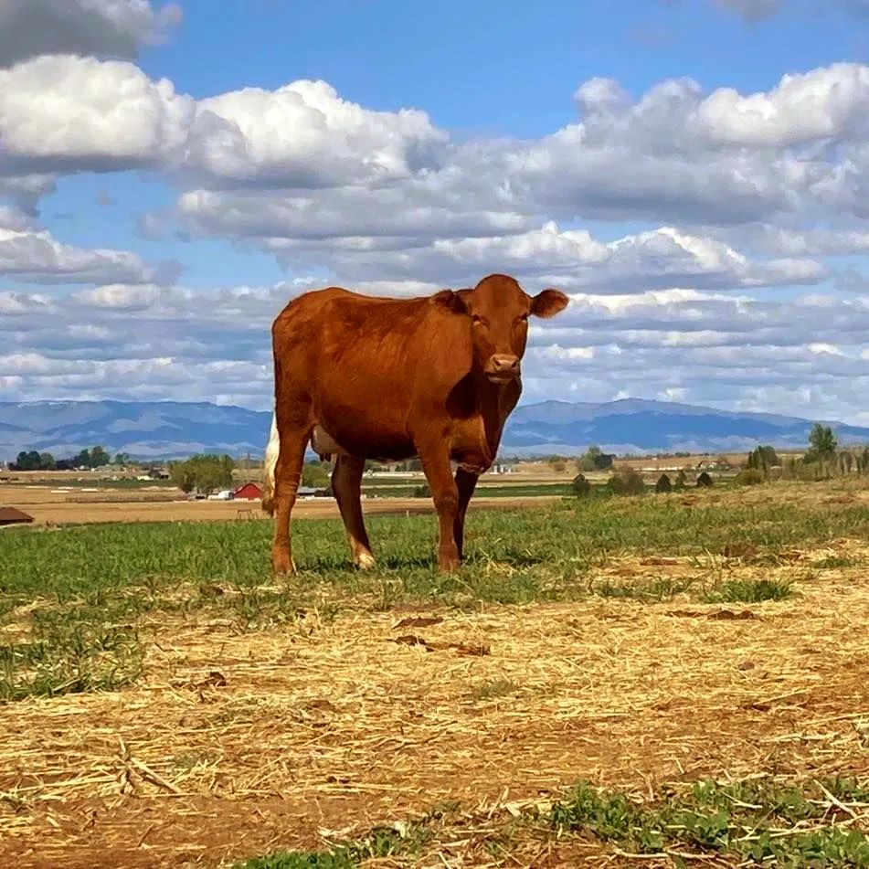 Gallery | Cooks Family Farm