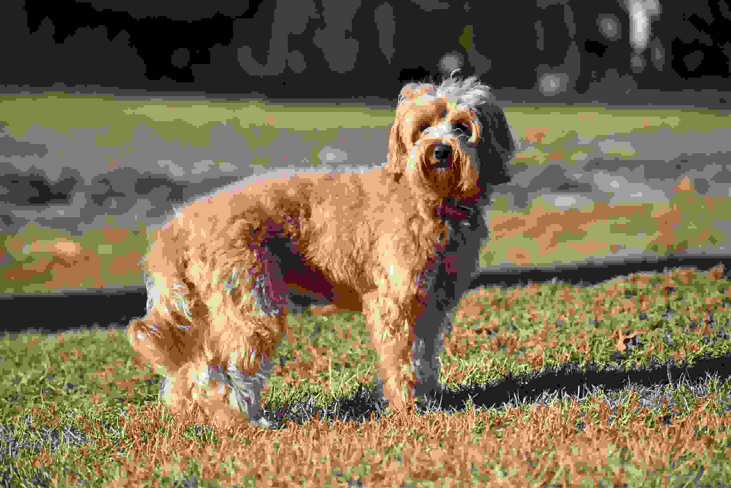 Triangle Labradoodles - Labradoodle, Puppy, Australian Labradoodle