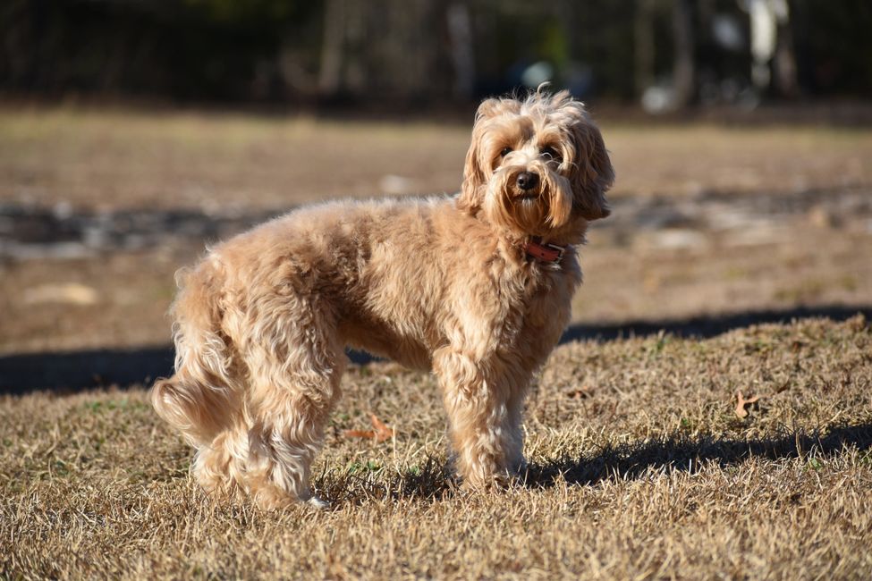 Triangle Labradoodles - Labradoodle, Puppy, Australian Labradoodle