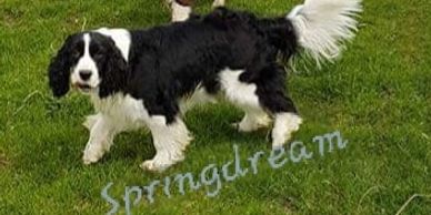 Élevage Springdream - épagneul Springer Anglais, Eleveur | Élevage ...