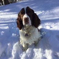 Élevage Springdream - épagneul Springer Anglais, Eleveur