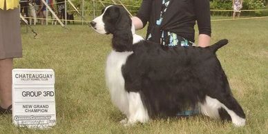 Épagneul Springer Anglais - Élevage Springdream