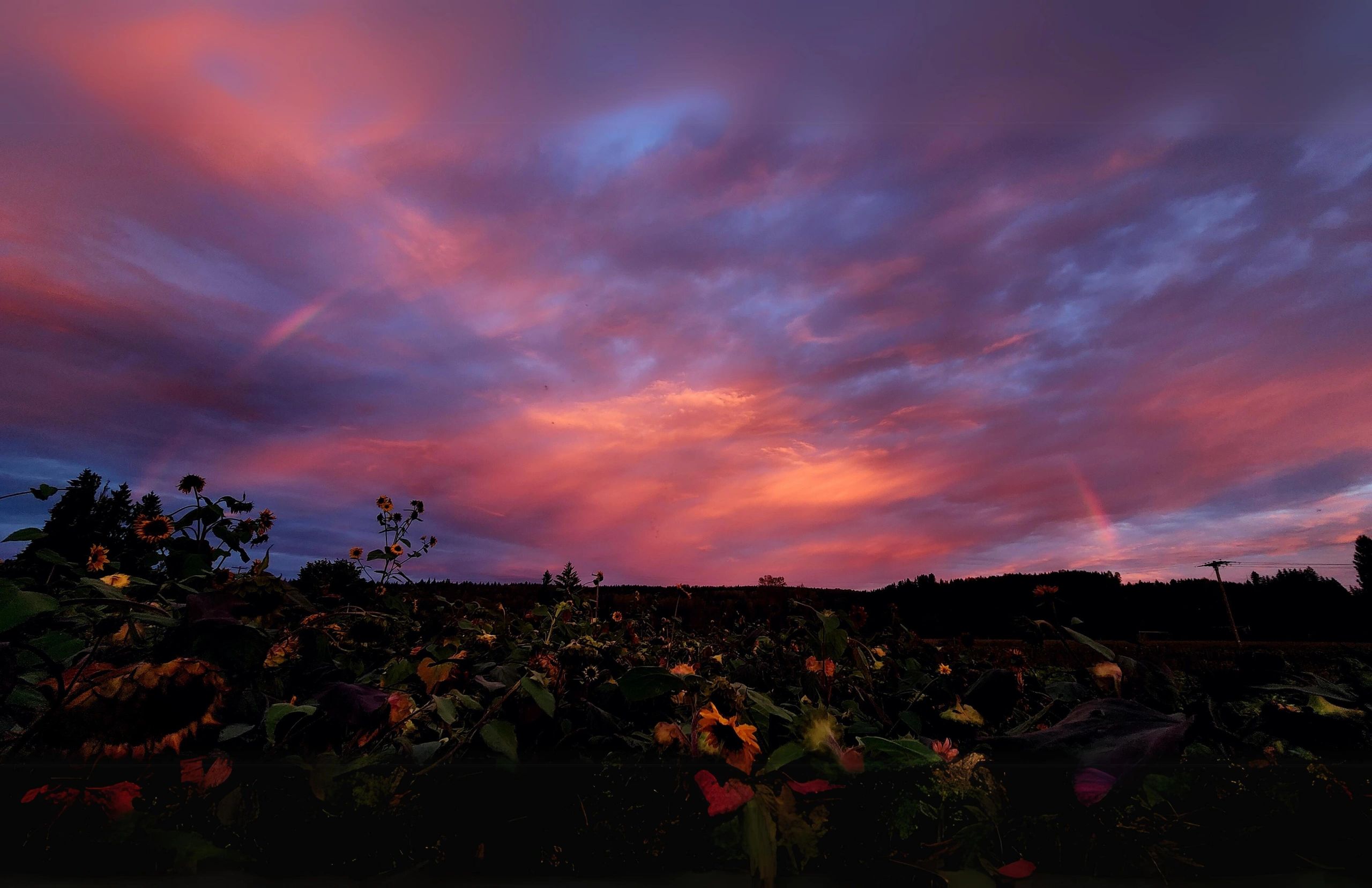 Harvold Berry Farm: Your Source for Fresh Berries and Produce