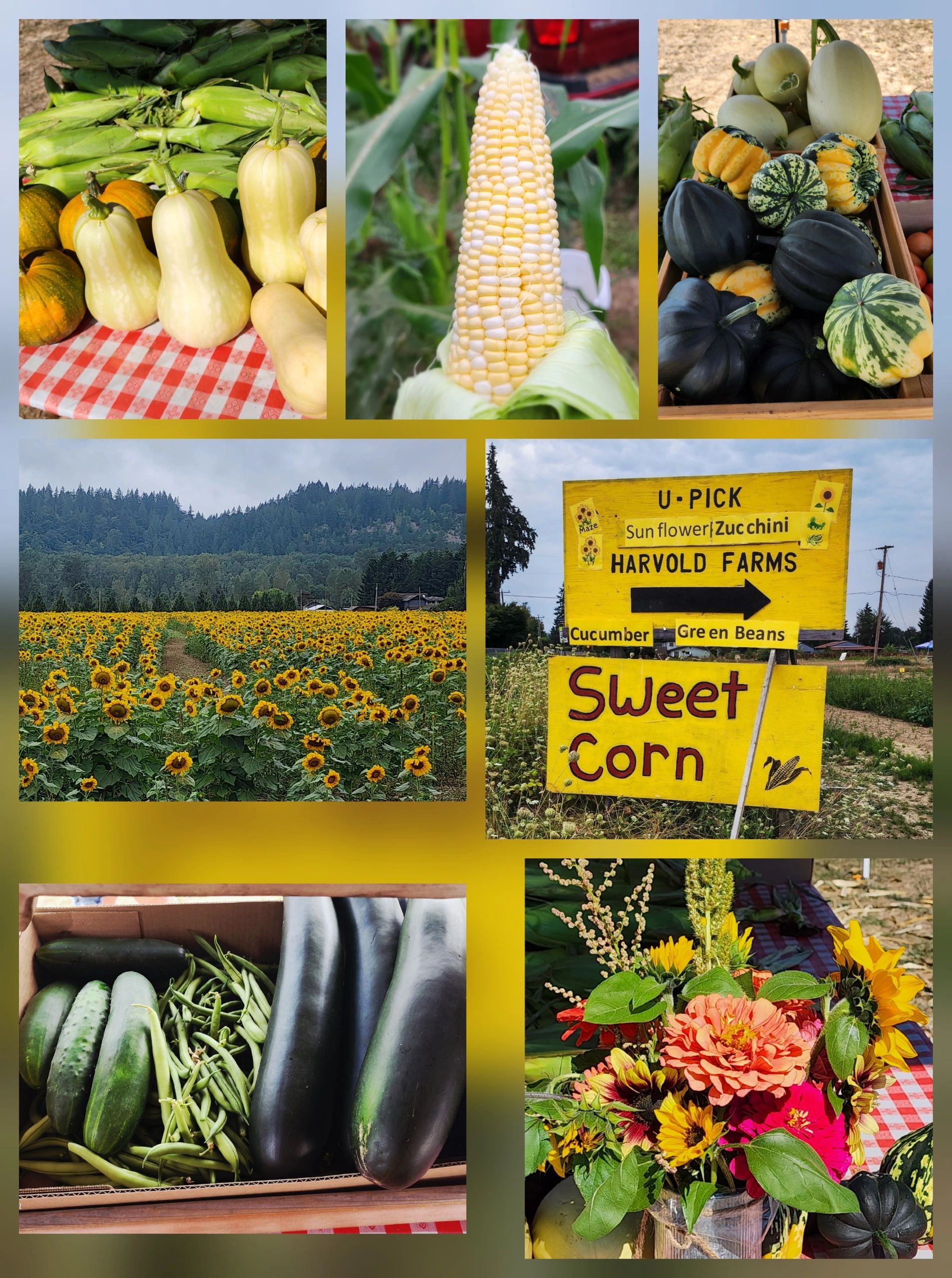 Harvold Berry Farm: Your Source for Fresh Berries and Produce