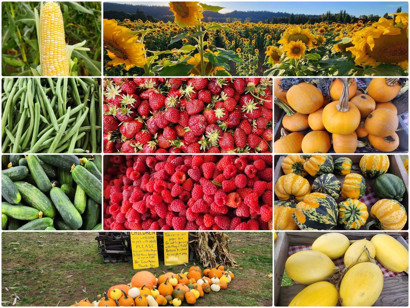 Harvold Berry Farm: Your Source for Fresh Berries and Produce