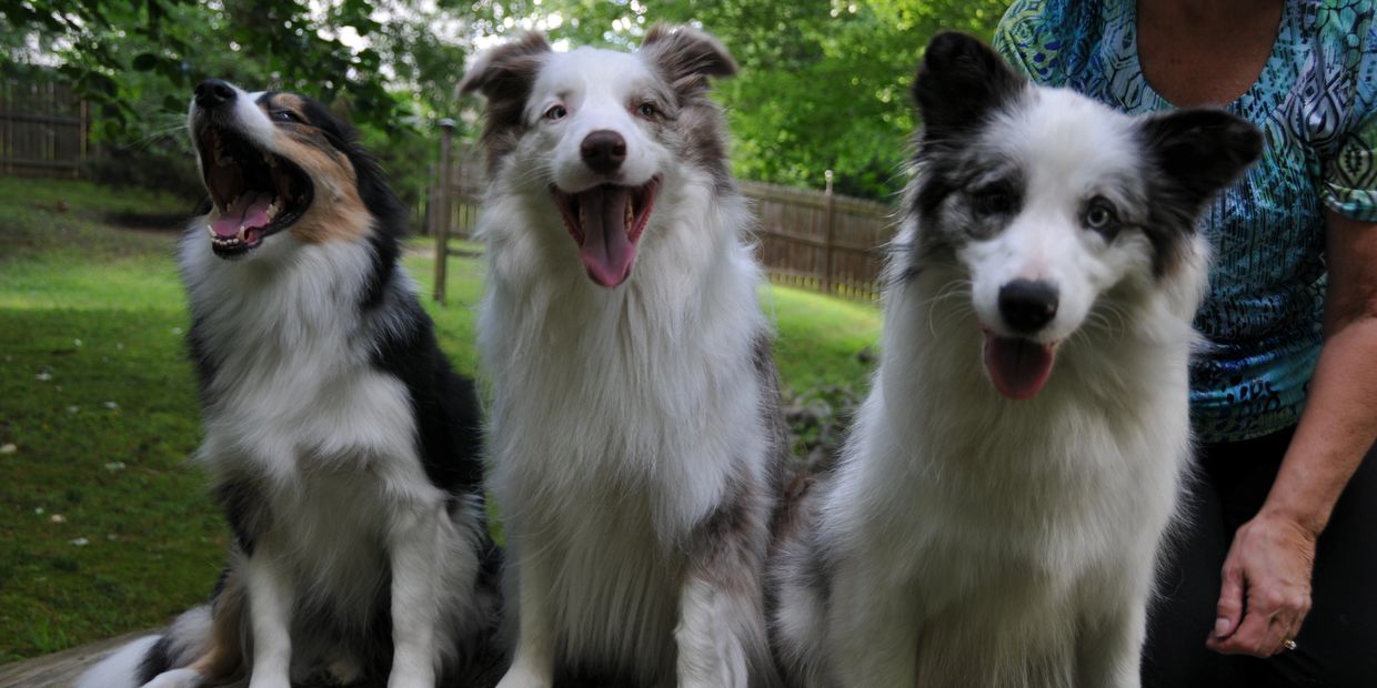 Puppies | Omegamtn Border Collies