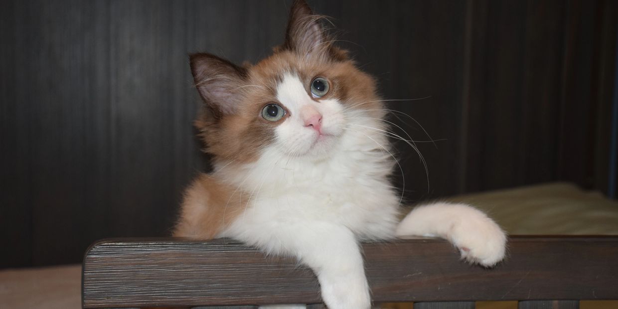 Tennesseeragdoll.com