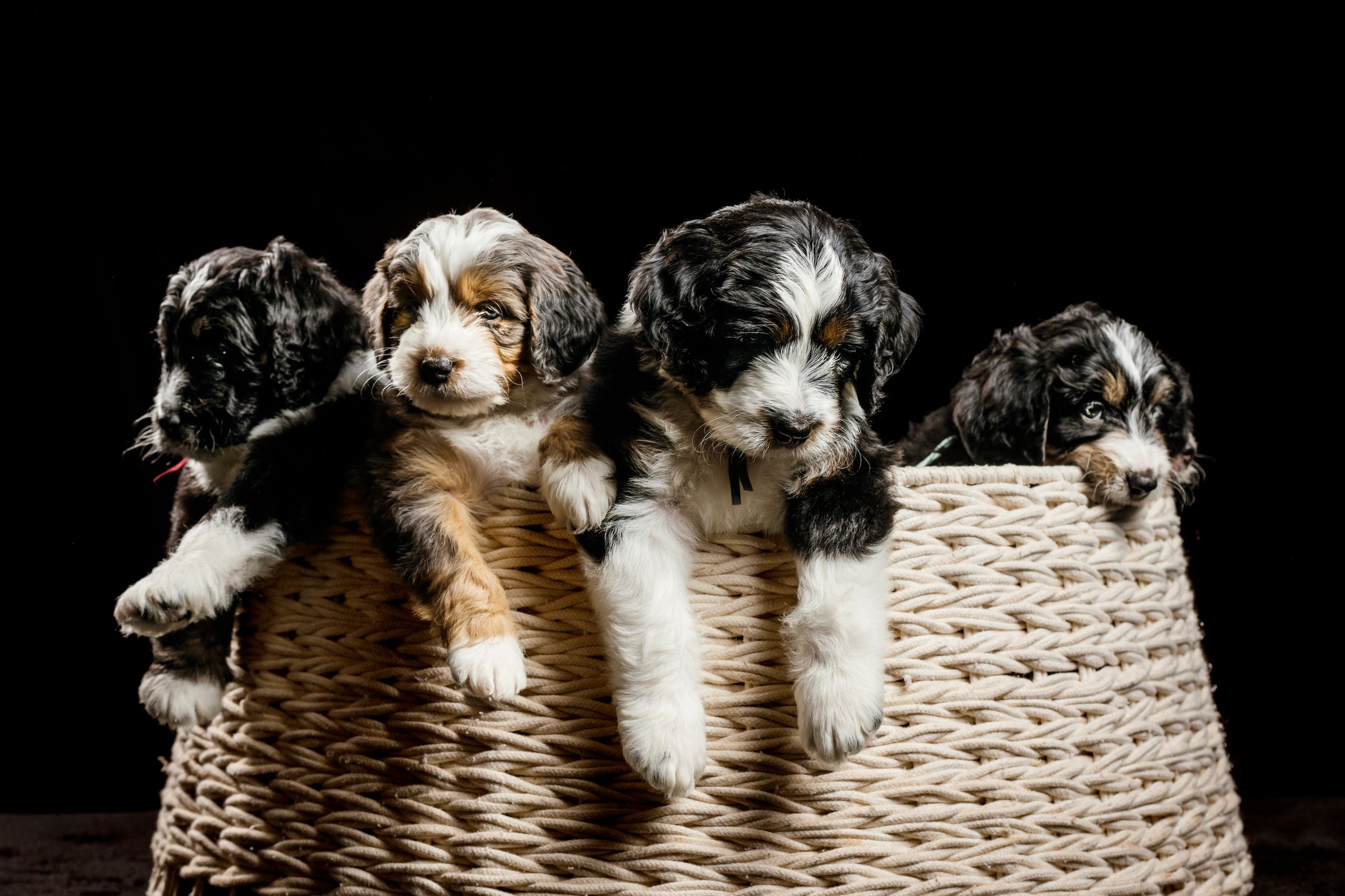 Pawdorable Pawfect Doodles