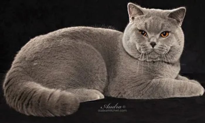 British Kittys | British Shorthair Cats