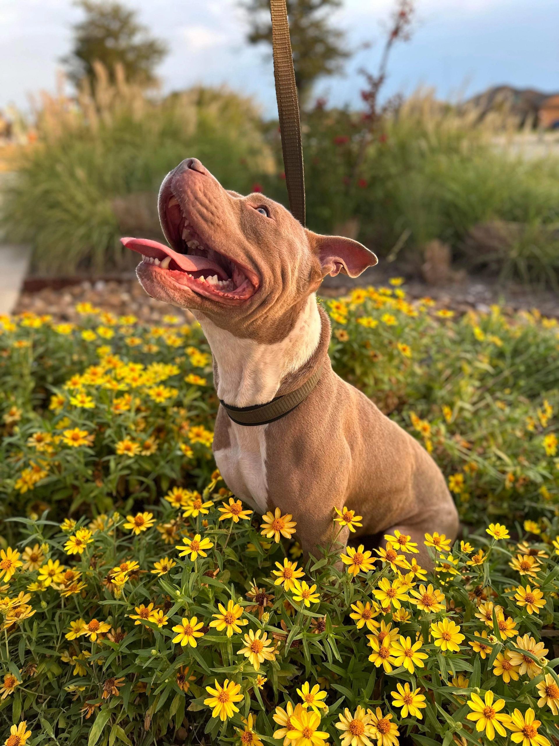 Saving Lives, One Paw At A Time! | Pep's Pals Rescue