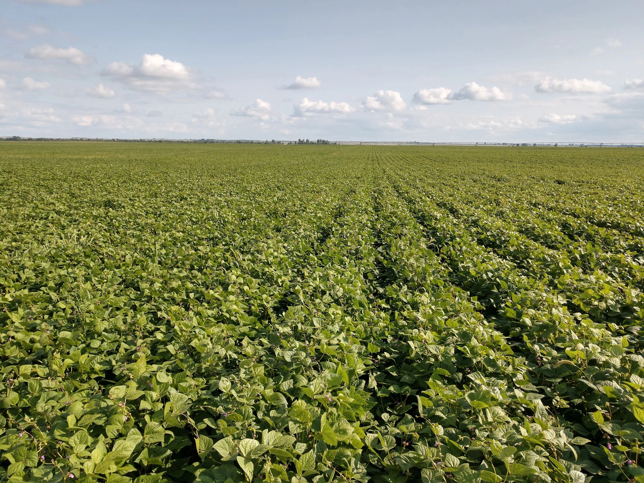 AGvantage Inc.