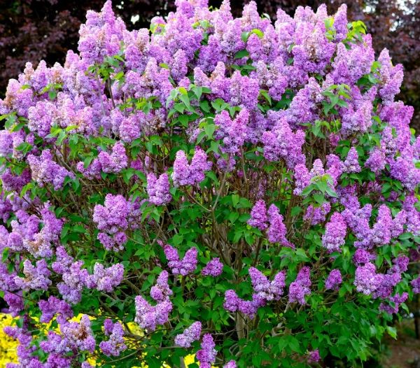 The Ultimate Guide to Caring for Lilacs: