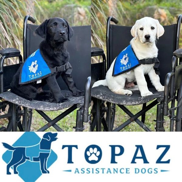 The Service Dog Connection