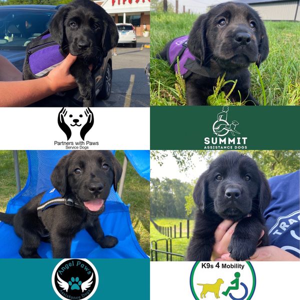 The Service Dog Connection