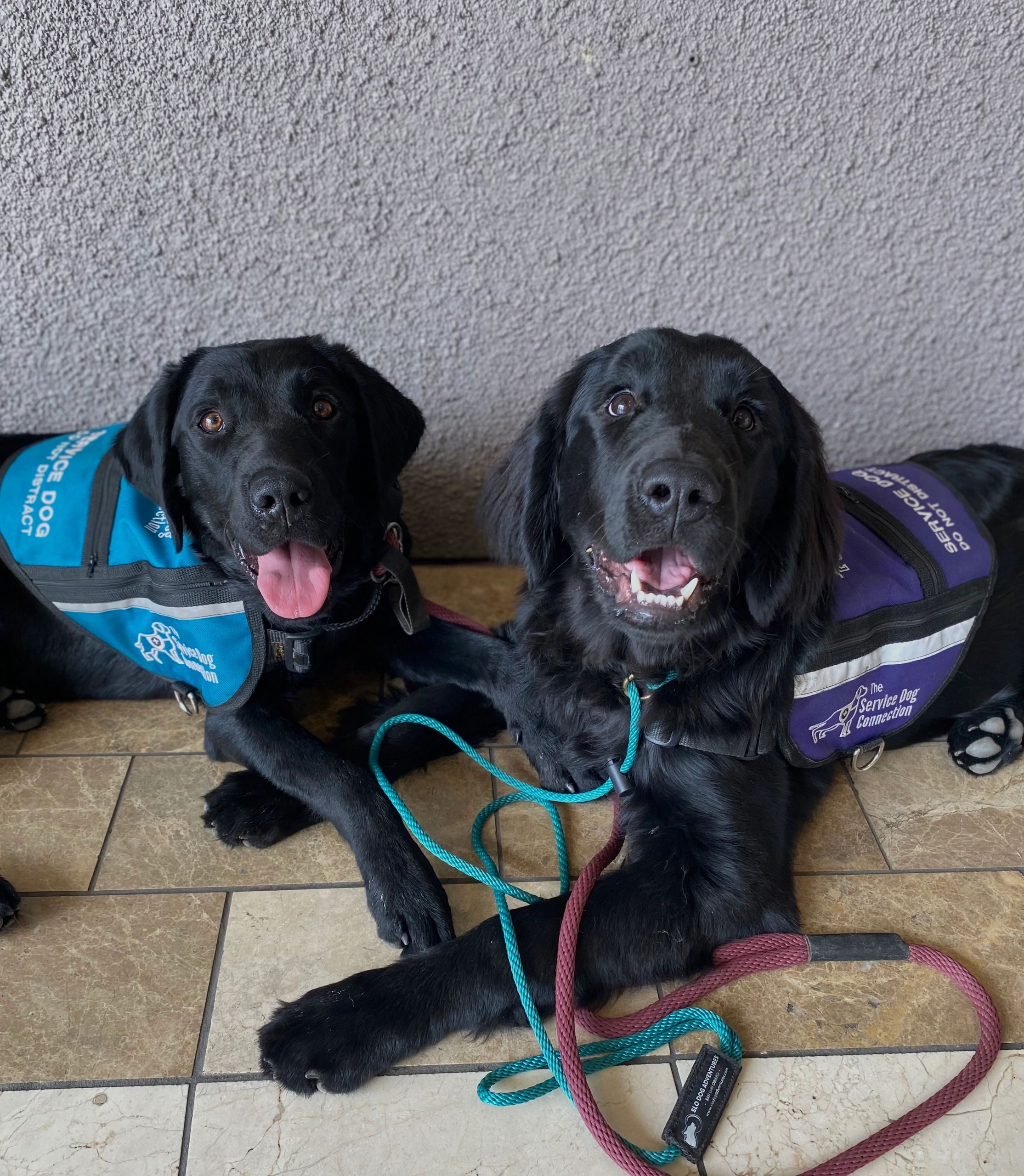 Our Service Dog Program