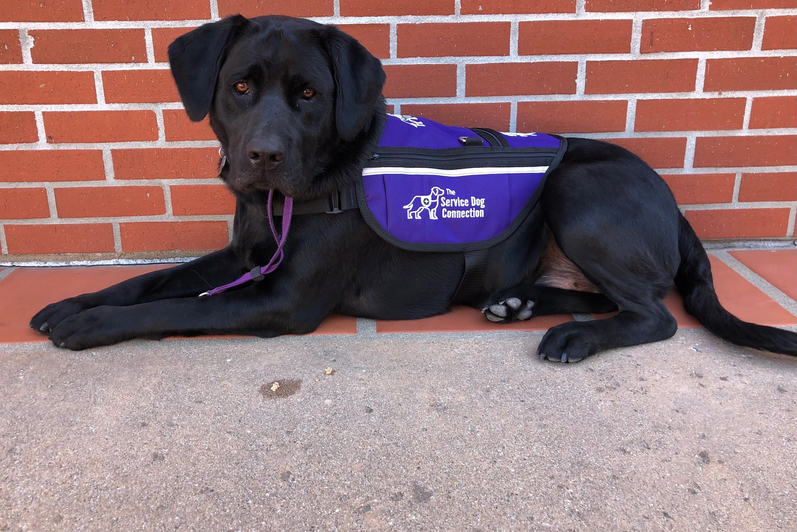 Our Service Dog Program