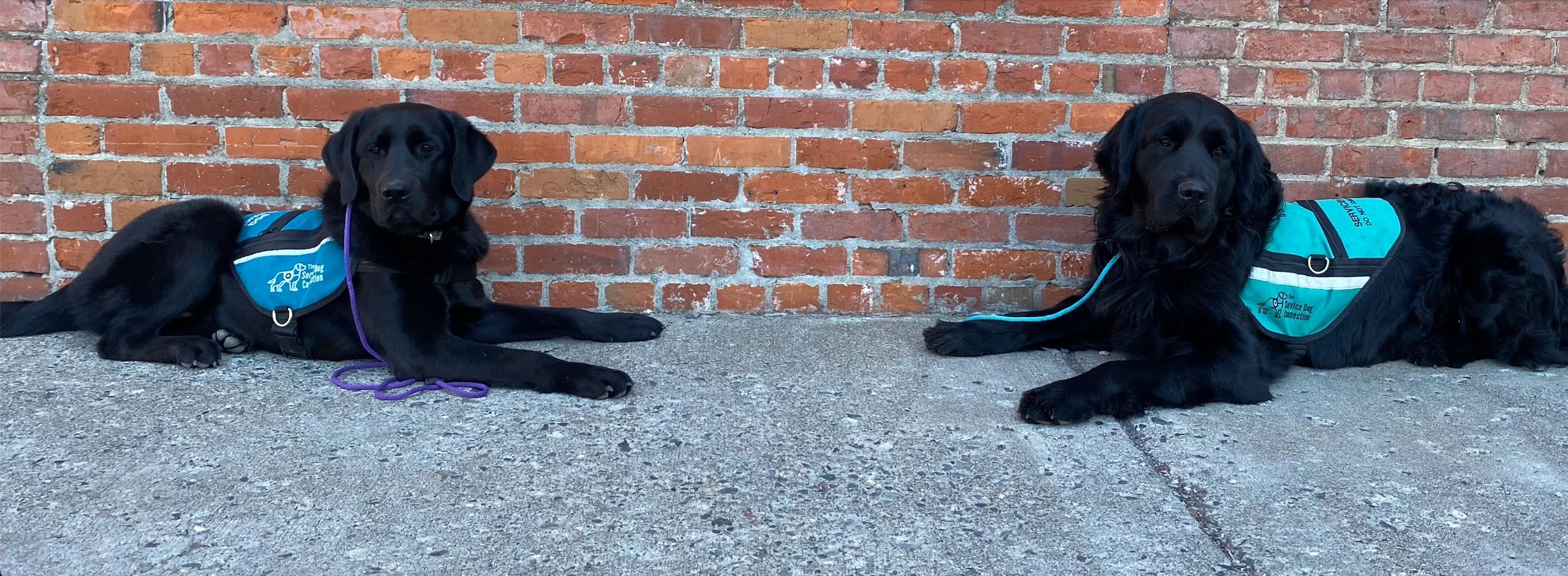 Our Service Dog Program