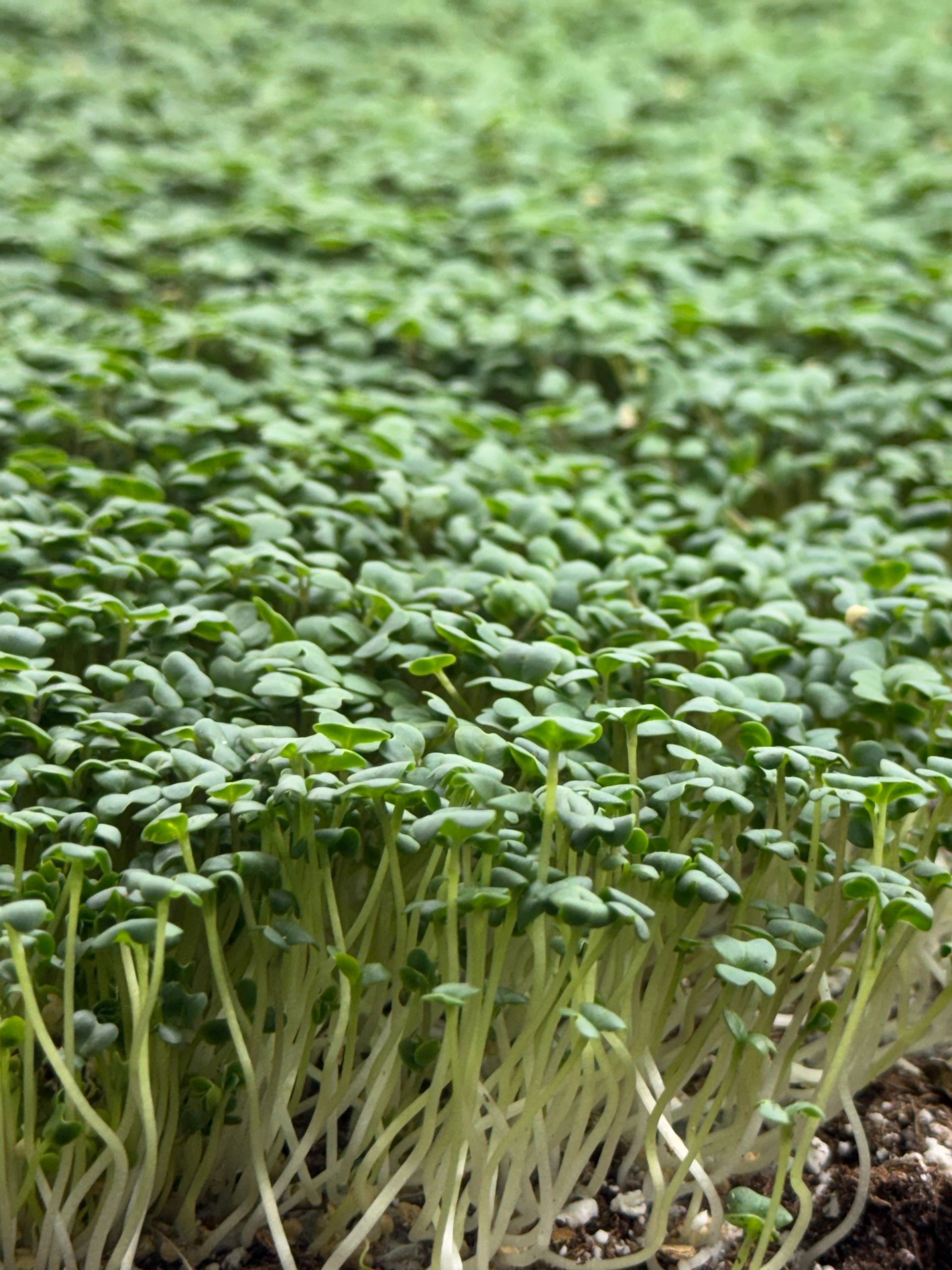 Roots and Shoots: Your Microgreens Farm Online