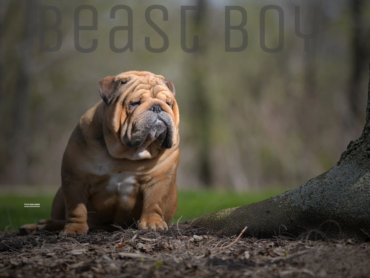 Beast Boy | Shameless Bulldogs