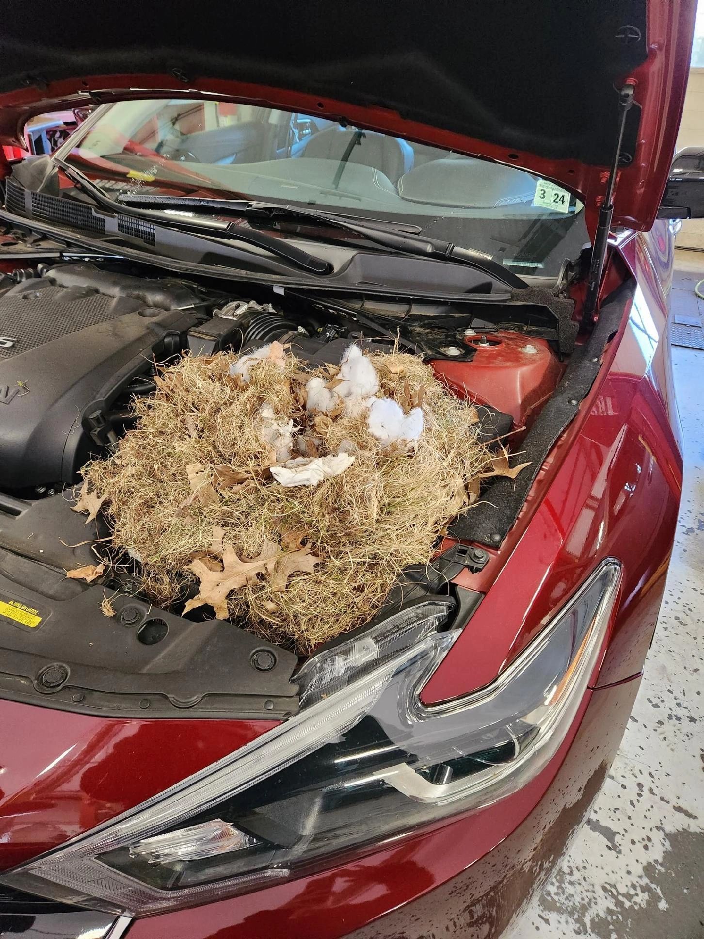 What is critter damage?