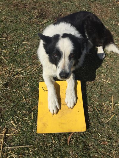 Sure Foot Equine Stability Pads - Sure Foot Pads Australia | Sure Foot ...