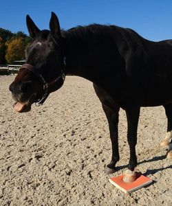 Sure Foot Equine Stability Pads - Sure Foot Pads Australia