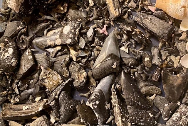 Why is Venice, FL The Shark Tooth Capital of the World?