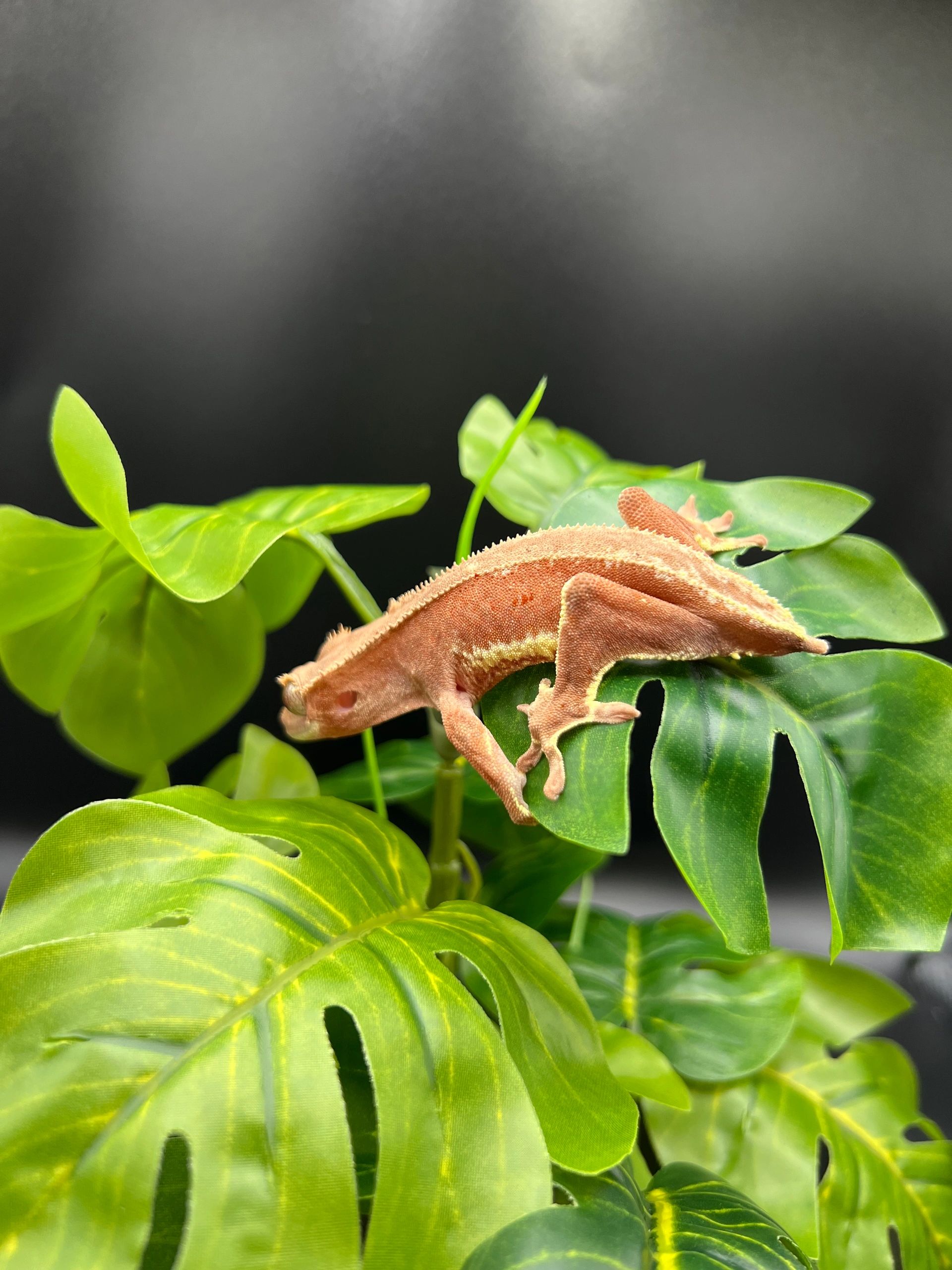 Crested Geckos - Chunky Geckos