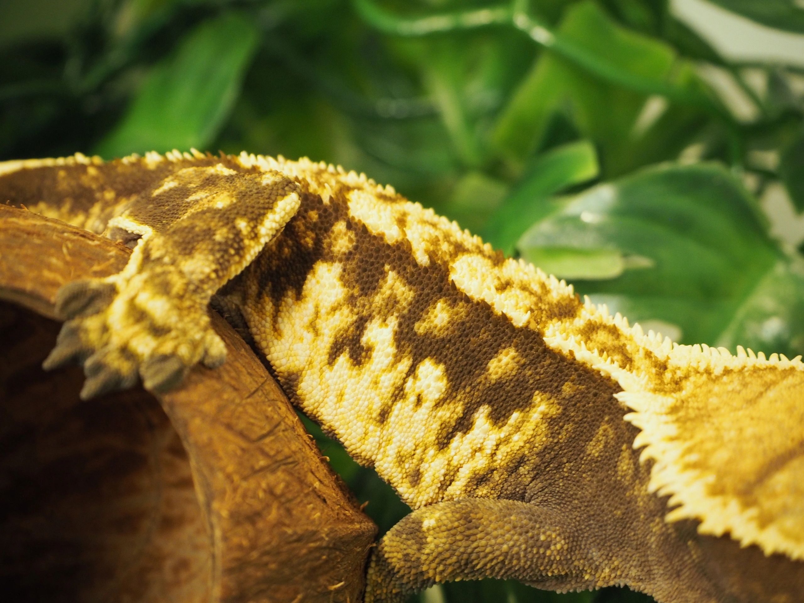 Crested Geckos - Chunky Geckos