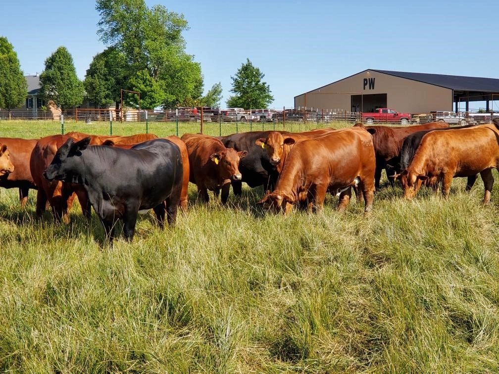 Wallen Prairie Ranch - Beefmaster, Cattle, Bulls, Heifers
