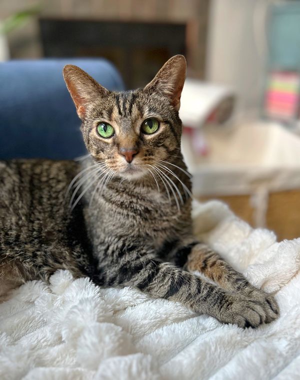 Cat Sitting Columbus Ohio - Trusted Care for Your Feline Friends! | Sit4Pet