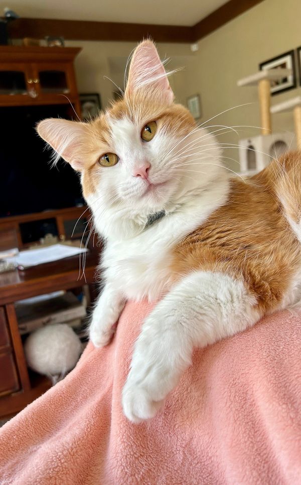 Cat Sitting Columbus Ohio - Trusted Care for Your Feline Friends! | Sit4Pet