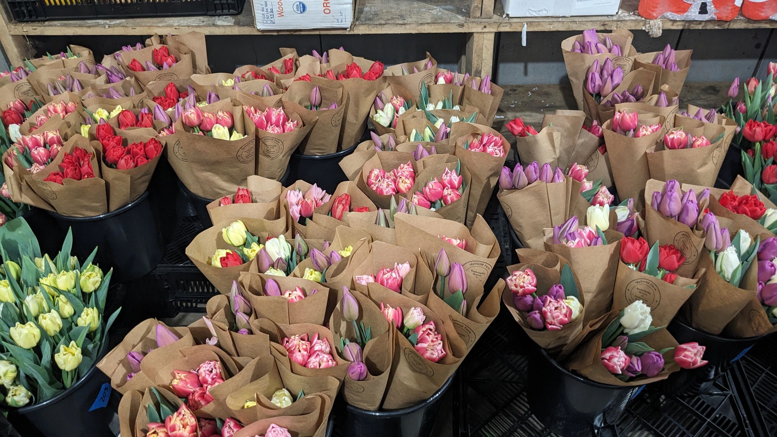 Farm Fresh Tulips | Idyllwild Farm