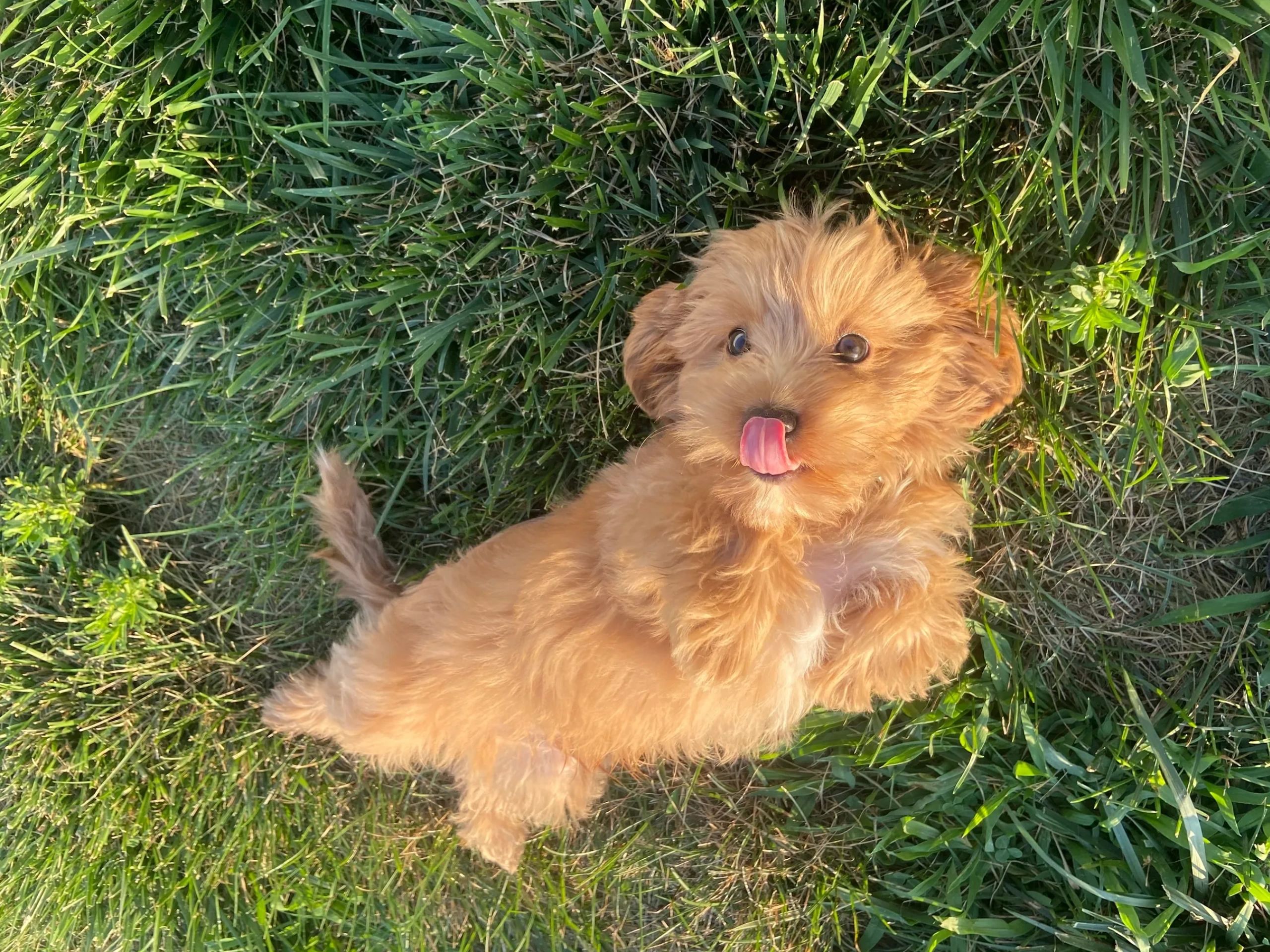 Professional Dog Training Services