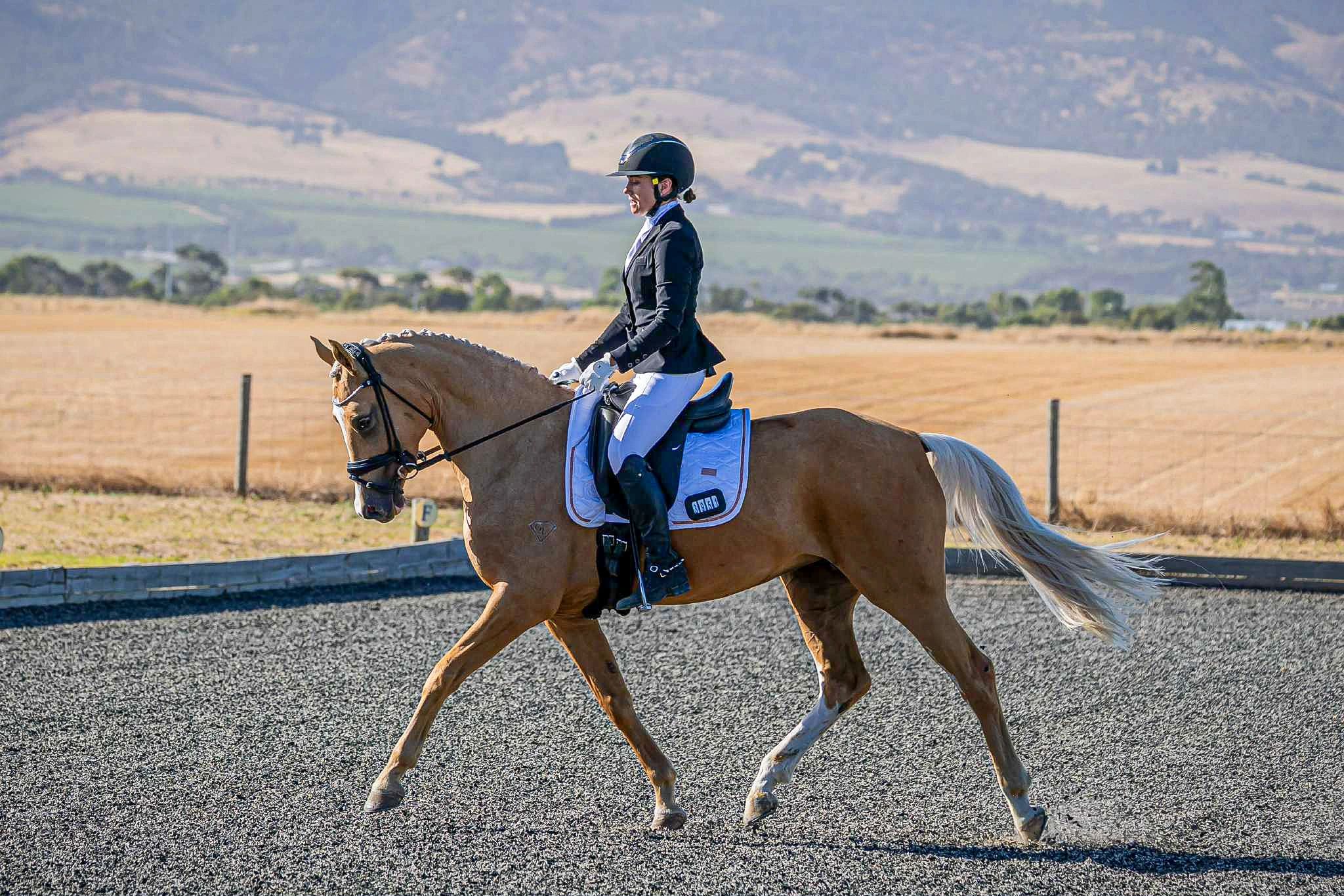 GL Performance Horses