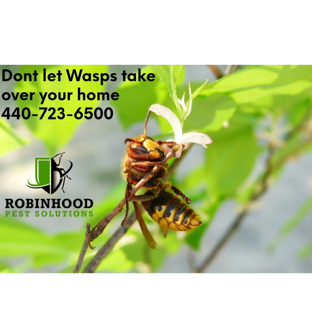 Robinhood Pest Solutions - Roaches - Cleveland, Ohio