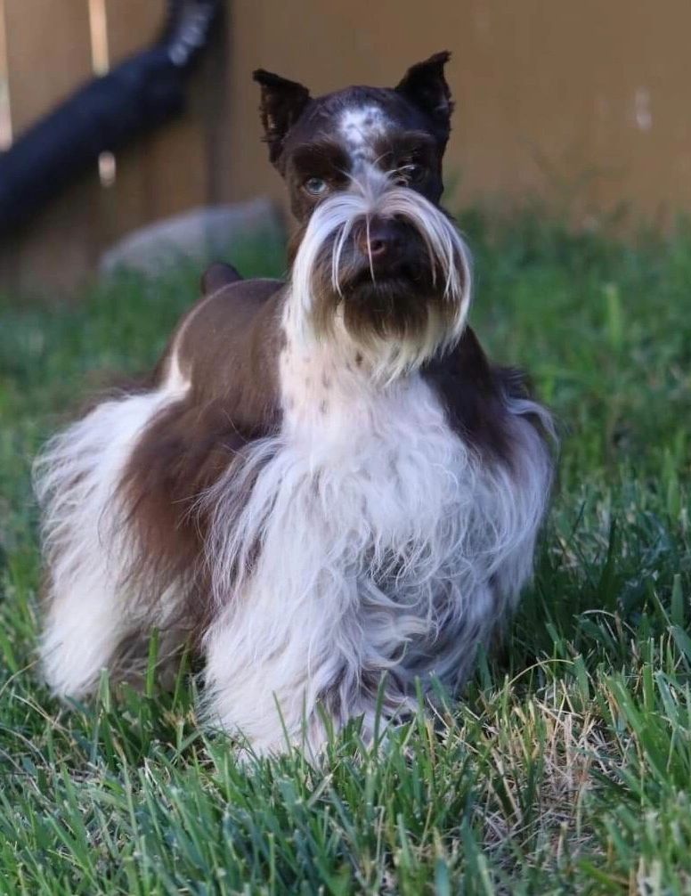 Coming Soon | Midwest Mini Schnauzers