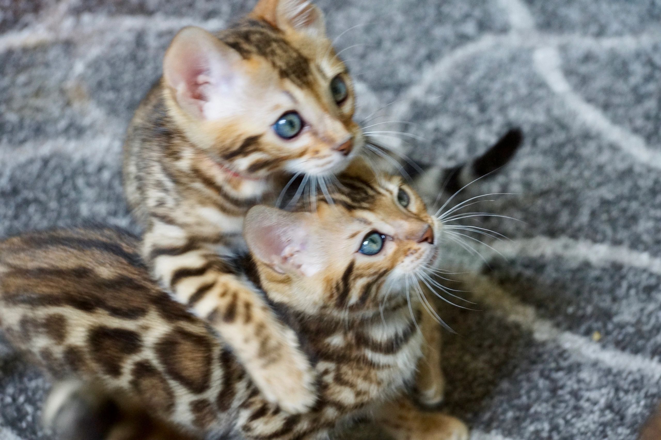 Creating a Sanctuary: Building a Catio for Your Beloved Cat