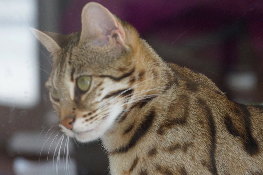 Exploring the Fascinating World of Early Generation Bengals