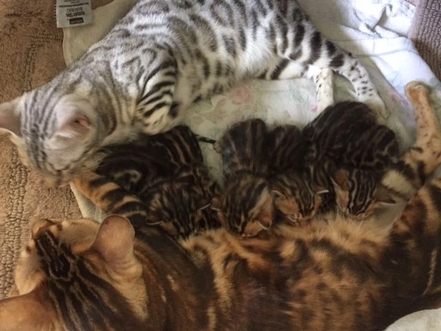 Exploring Different Bengal Coat Patterns