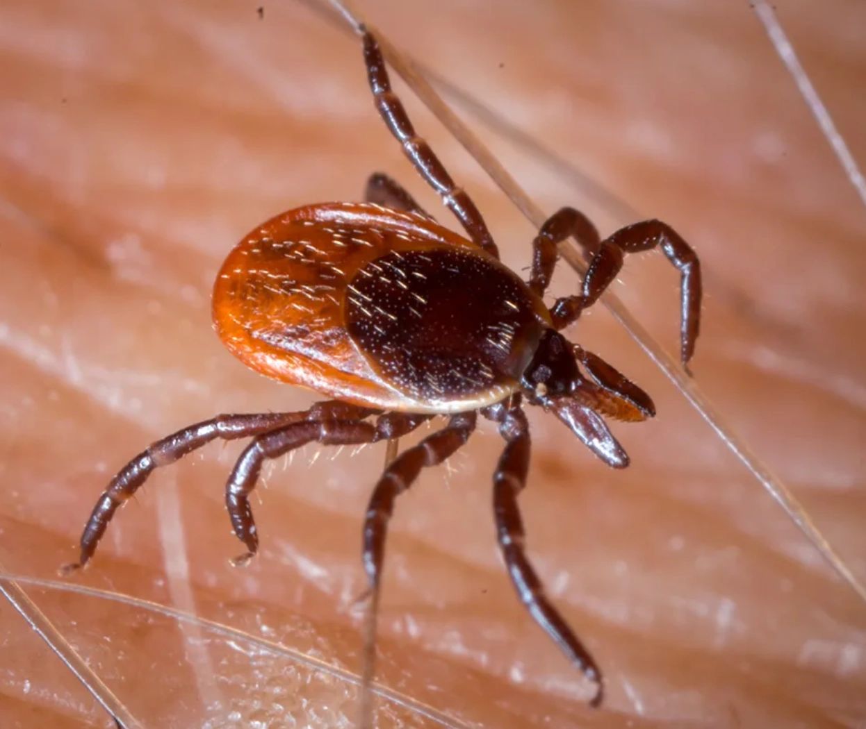 Tick Bite? Get Tested by the Tick Research Lab for Free