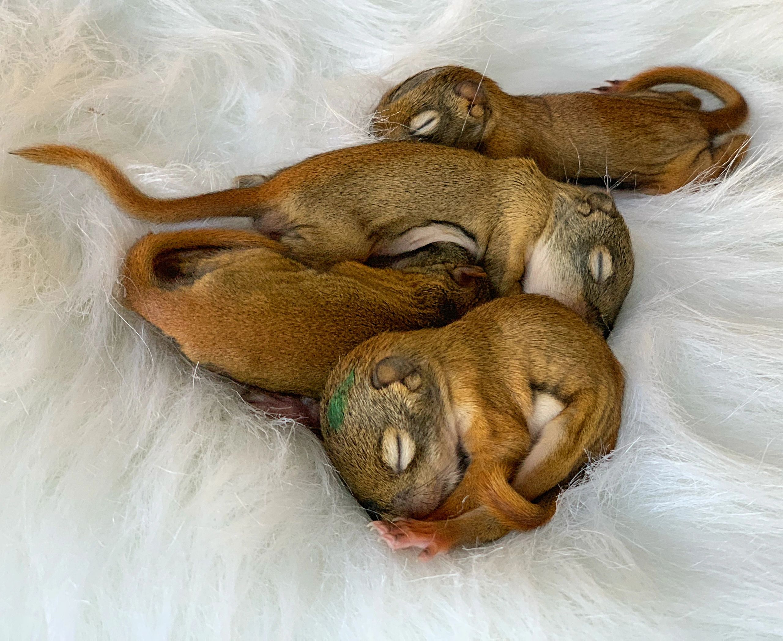 What To Do If You Find Injured / Orphan Animals?