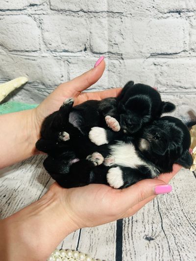 Available Puppies | Maplevalleykennels