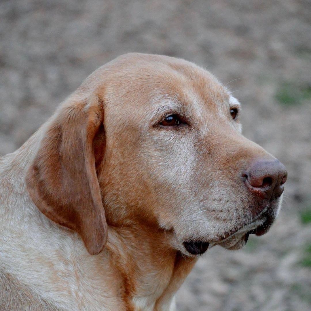 Amber's Waves of Grain - Labrador Puppies, AKC Labs