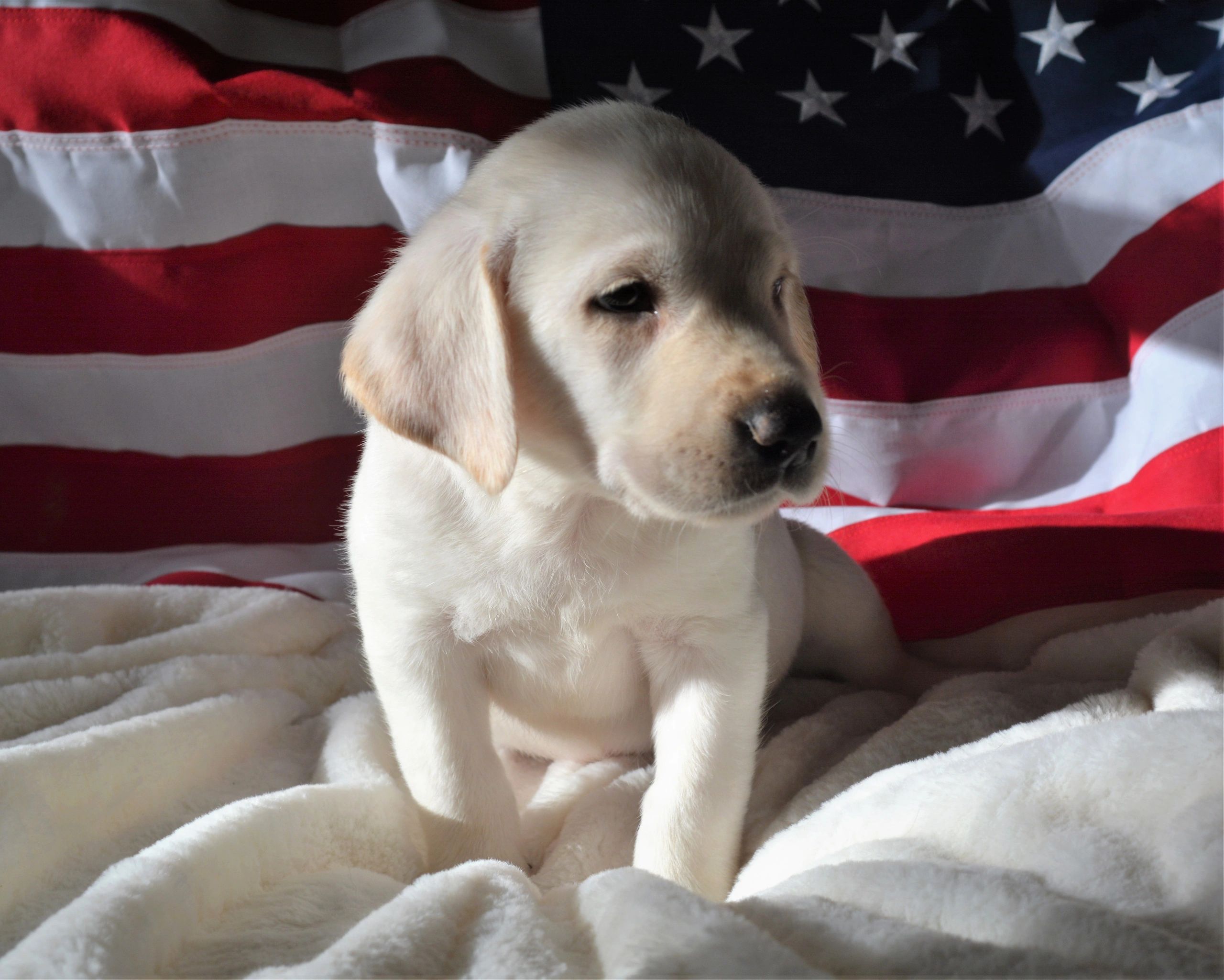 AKC Labrador Puppies - Amber's Waves of Grain