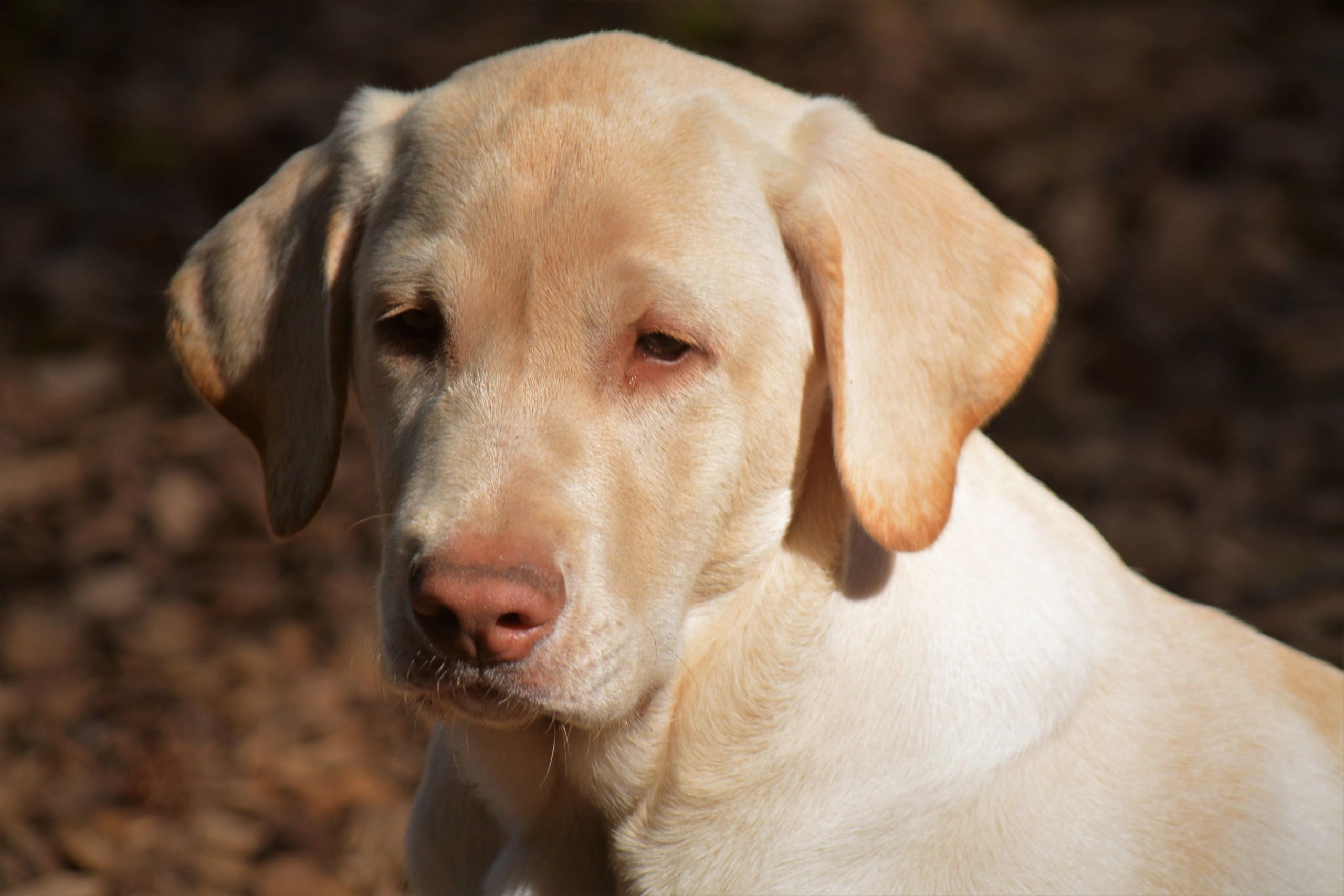 Amber's Waves of Grain - Labrador Puppies, AKC Labs