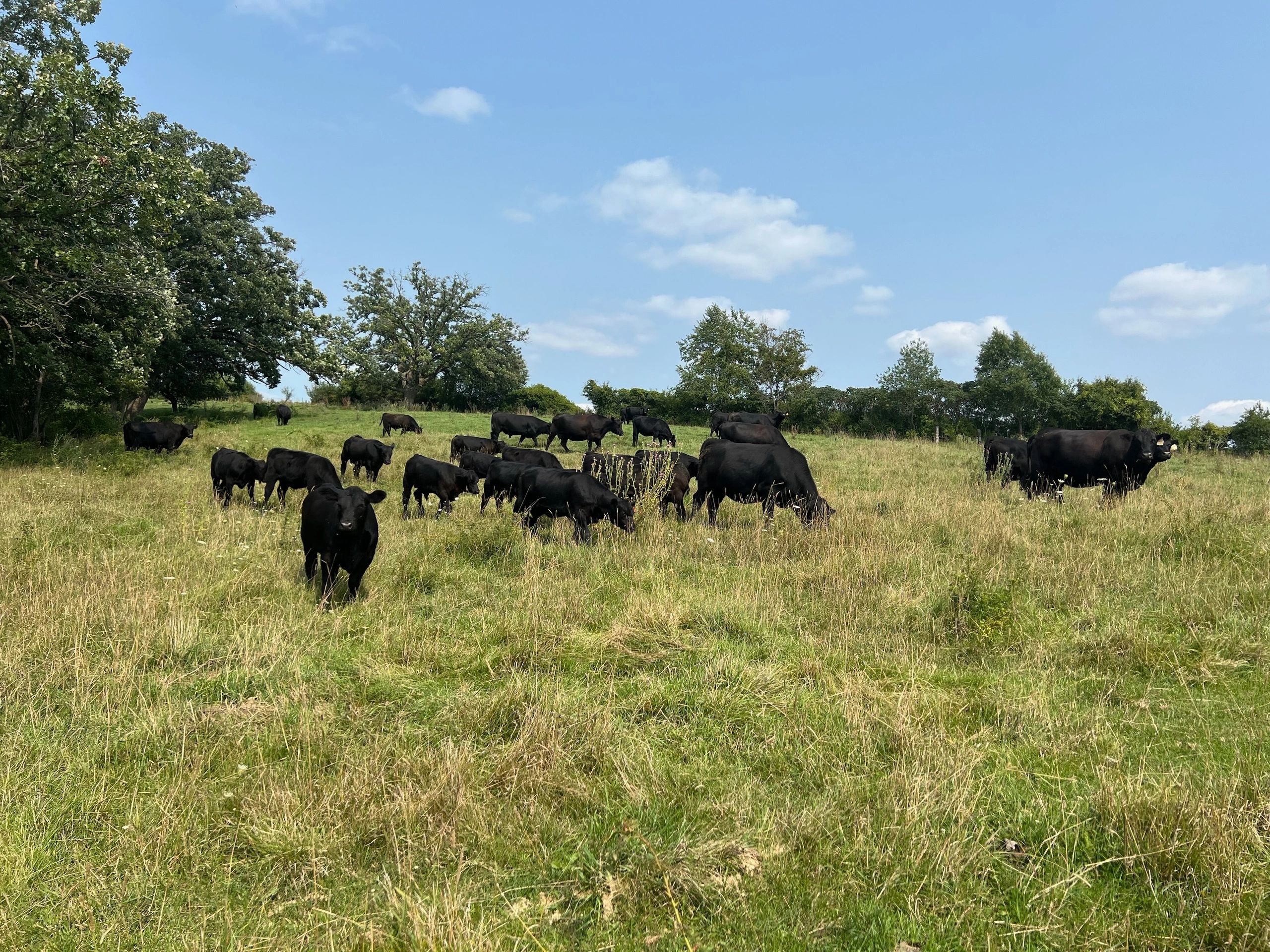 Rocky Road Farms Angus