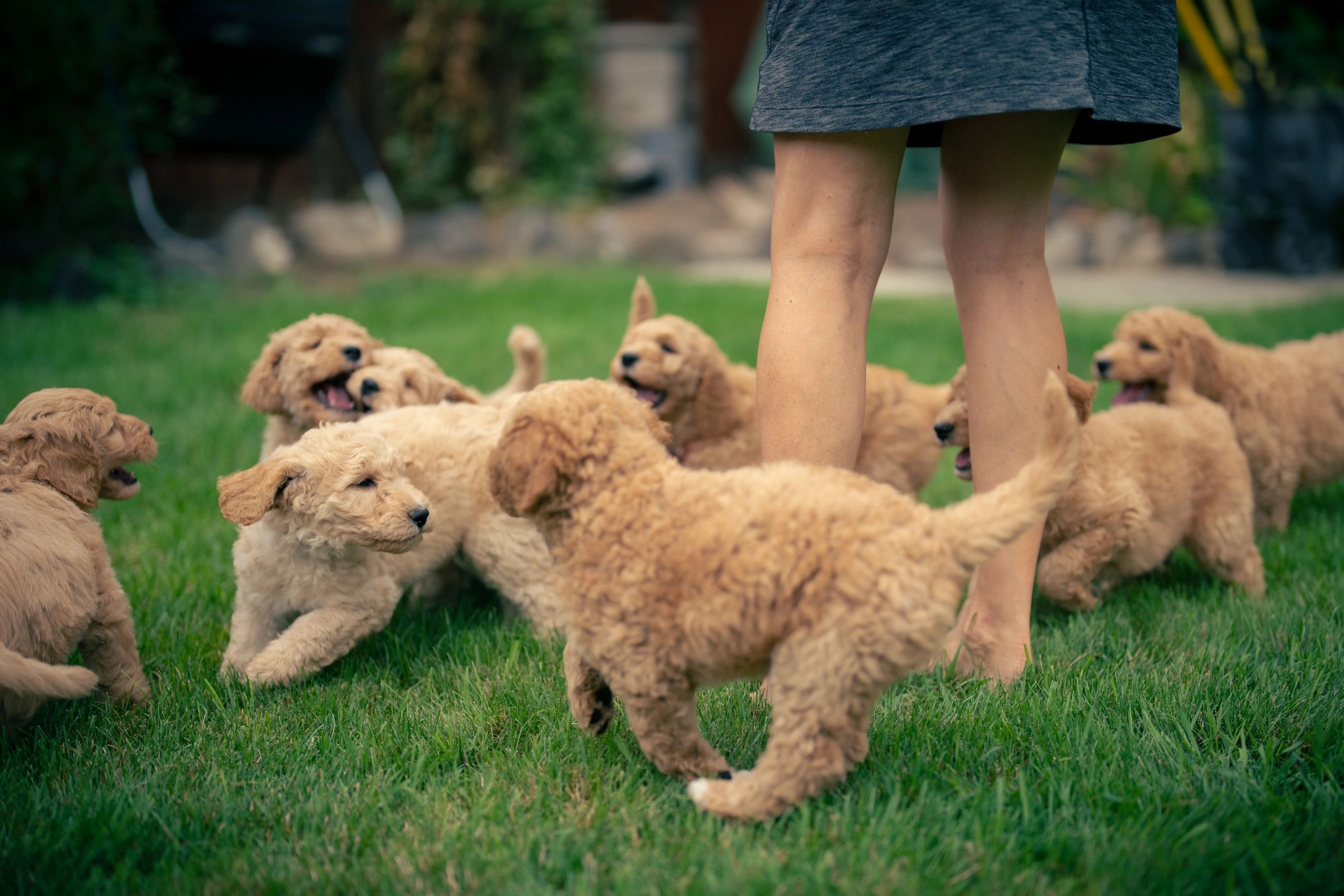 Top Goldendoodle Breeders - Columbia River Doodles